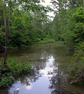 Red Hill/Proctor Creek Trail | Alabama State Lands Canoe Trails