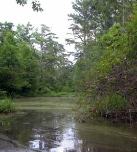 Red Hill/Proctor Creek Trail | Alabama State Lands Canoe Trails
